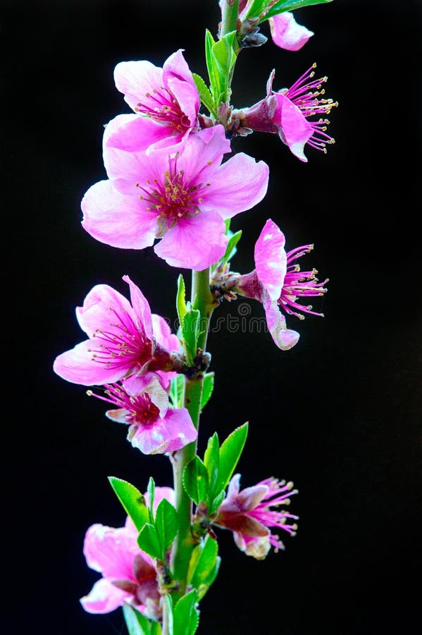 Blooming Peach & X28;Prunus Persica& X29; Stock Image - Image of china ...