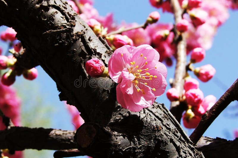 Blooming peach orchard stock photo. Image of fruit, tree - 765158