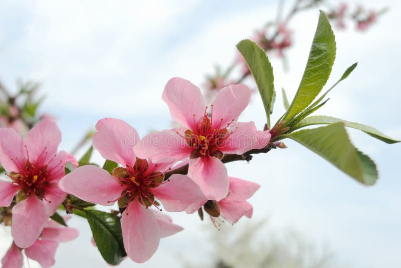 Blooming peach tree stock image. Image of vegetation - 39777595