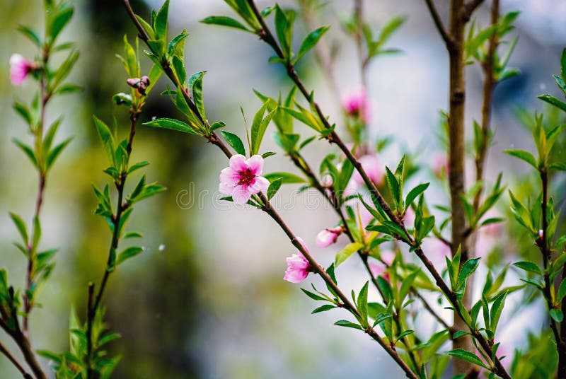 Blooming peach tree spring stock image. Image of botanical - 164243919