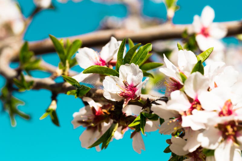Blooming Peach Trees in Spring Stock Photo - Image of flourishing ...