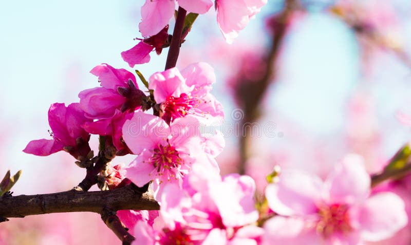 Blooming Peach Trees in Spring Stock Photo - Image of aroma, armeniaca ...