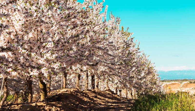 Blooming Peach Trees in Spring Stock Image - Image of aroma ...