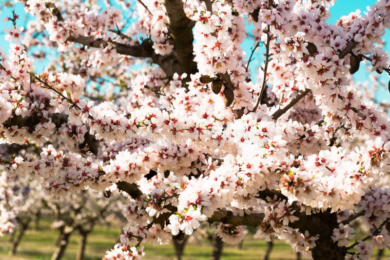 Blooming Peach Trees in Spring Stock Photo - Image of farming, tree ...