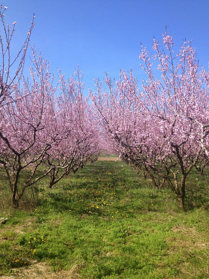 Blooming Peach Trees in Spring Stock Photo - Image of blooming, peach ...