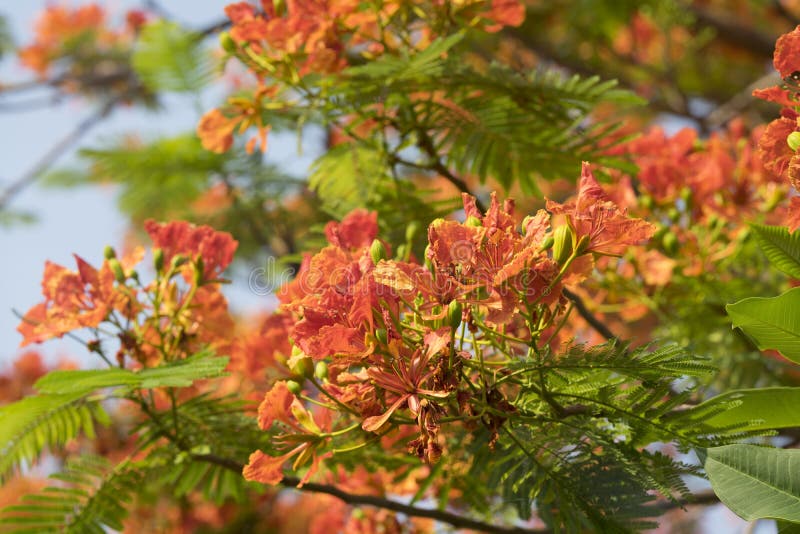Blooming Peacock Flower of Flame Tree Stock Photo - Image of peacock ...