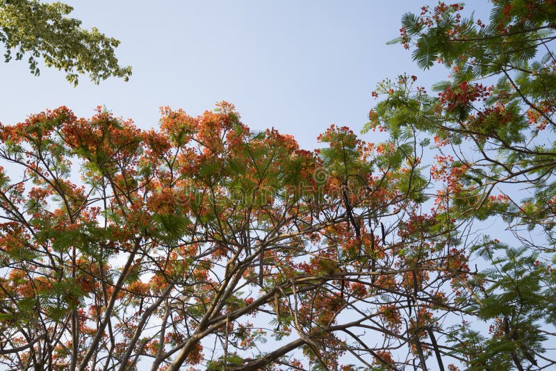 Blooming Peacock Flower of Flame Tree Stock Photo - Image of flower ...