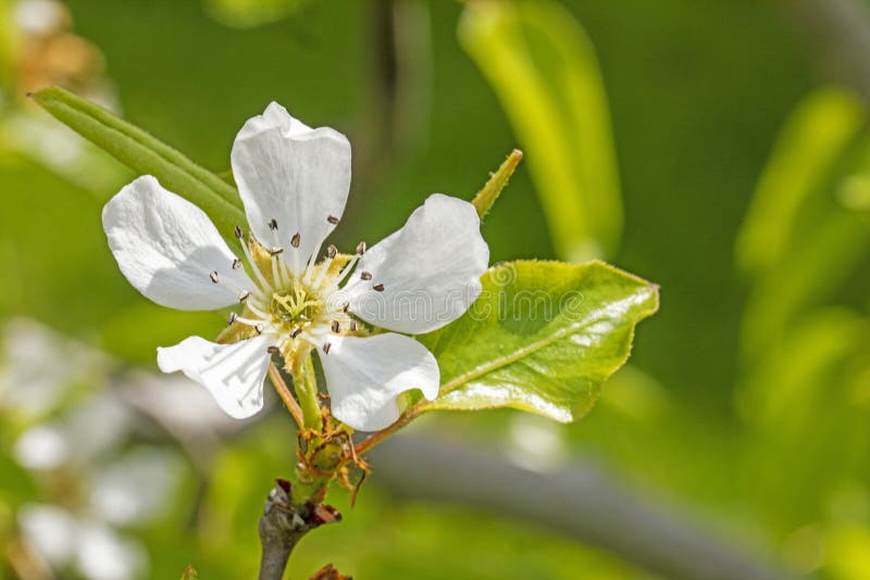 Blooming Pear Flower on a Young Tree. Garden Diseases and Pests Stock ...