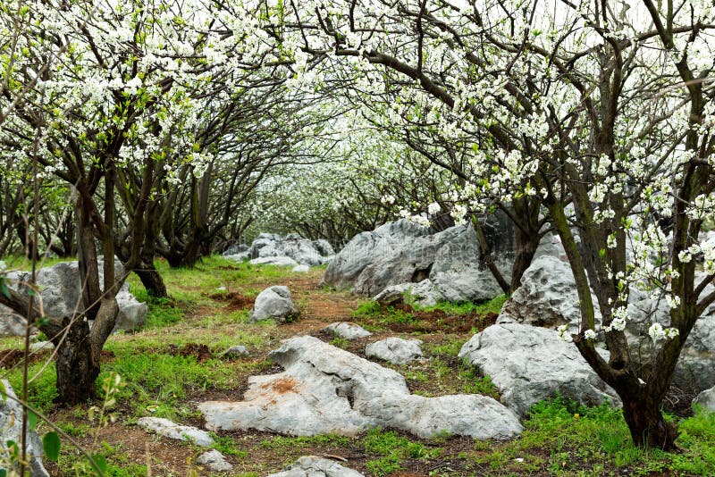 Blooming pear stock photo. Image of agriculture, fruit - 67935930