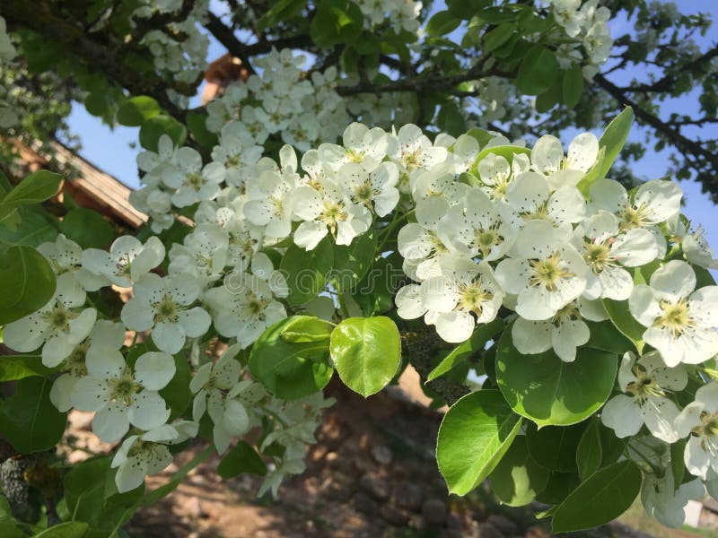 Blooming pear tree stock photo. Image of blooming, beauty - 139815924