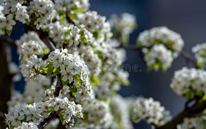 Blooming Pear Tree is Brightly Lit by Sunlight. Stock Photo - Image of ...