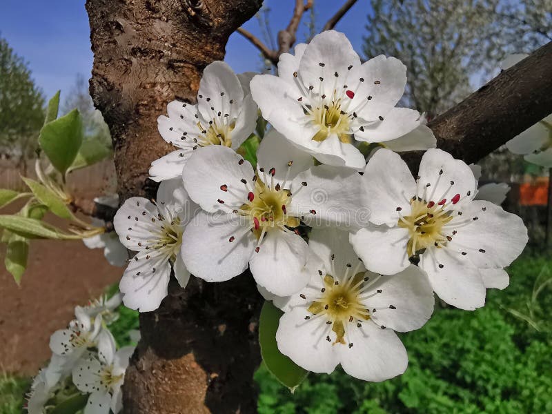 Blooming pear tree flower stock image. Image of bloom - 155044417
