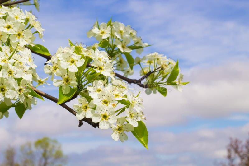 Blooming Pear Tree Flowers stock photo. Image of flower - 53357546