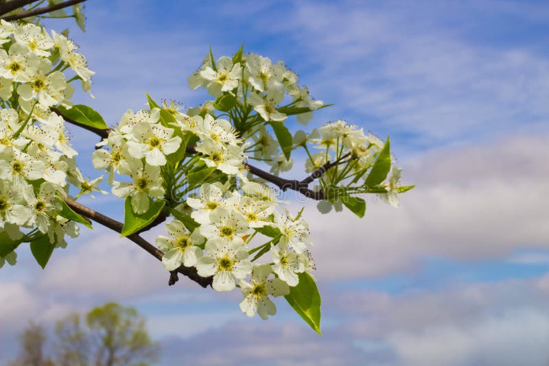 Blooming Pear Tree Flowers stock photo. Image of growing - 53358232