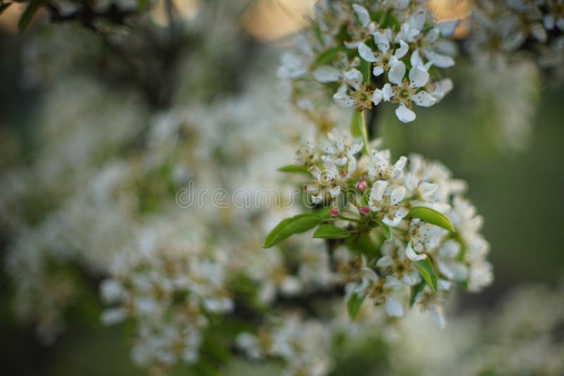 Blooming Pear Tree Flowers on the Branch Closeup in Spring Garden Stock ...