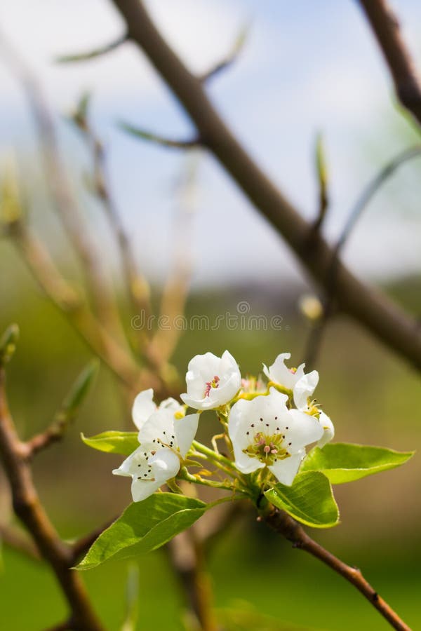 Blooming Pear Tree Blossoms Stock Image - Image of nature, gardening ...