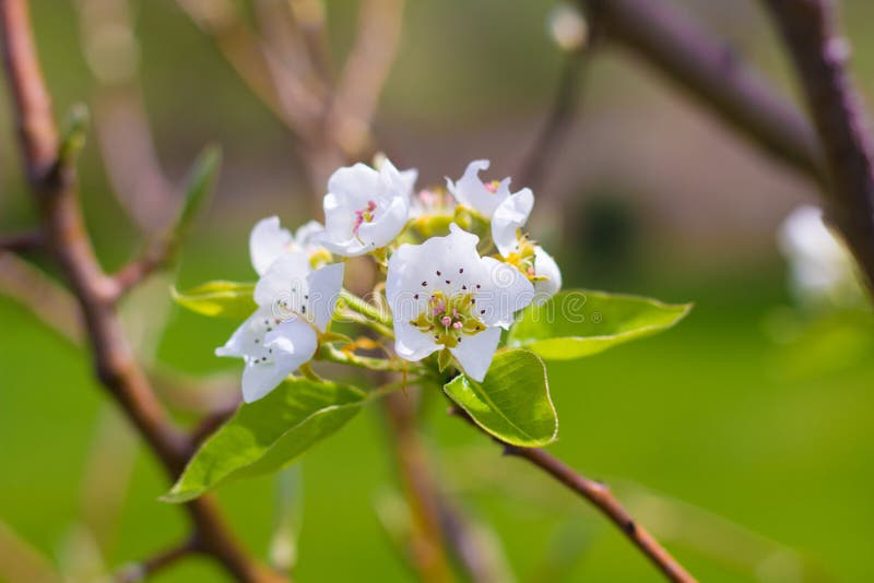Blooming Pear Tree Flowers stock image. Image of nature - 53358221