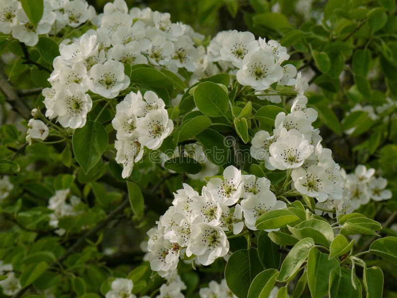 Blooming pear-tree stock image. Image of blooming, white - 90852963