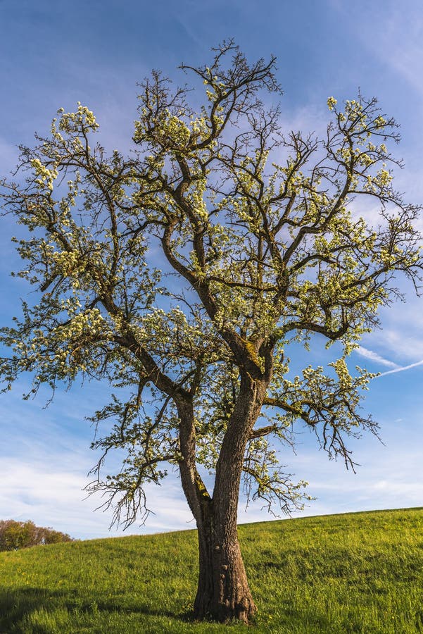 Blooming Pear Tree Blossoms Stock Image - Image of nature, gardening ...