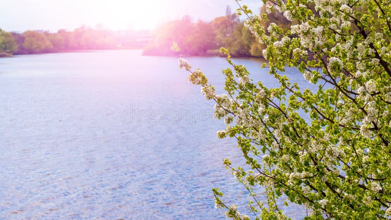 Blooming Pear Tree Near the River, Flowering Trees Stock Image - Image ...