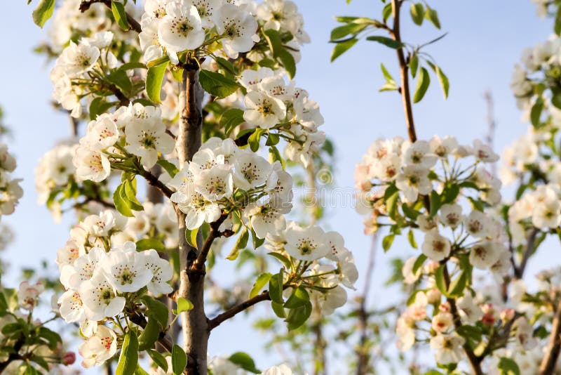 Blooming Pear Tree stock image. Image of growing, spring - 13528335