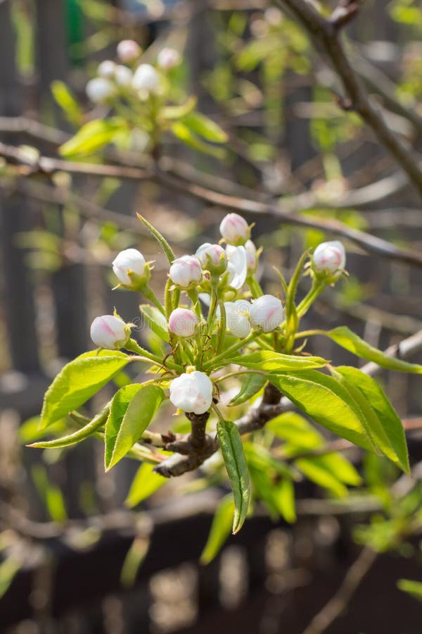 Blooming Pear Tree. White Flowers on a Pear Tree. Spring Background ...