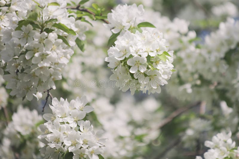 Blooming Pear Tree. White Flowers Stock Image - Image of garden ...