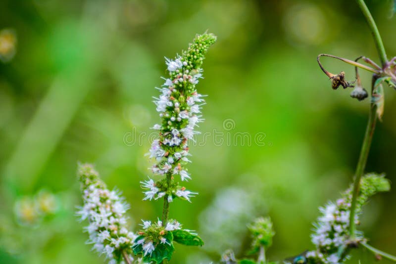 Blooming peppermint stock photo. Image of plant, blooming - 98699448
