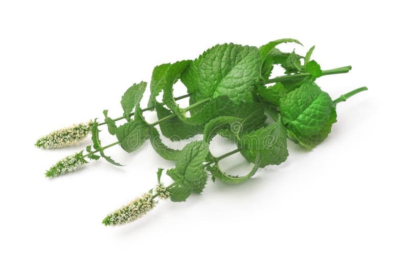 Blooming peppermint stock photo. Image of balm, closeup - 190710178