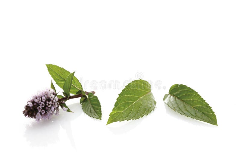 Blooming Peppermint ((Mentha X Piperita) Stock Image - Image of mint ...