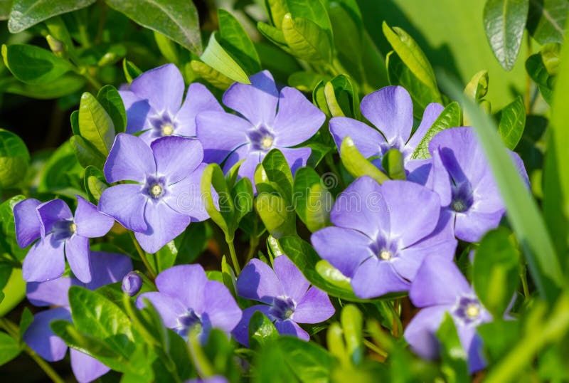Blooming Periwinkle in a Pot on a Wooden Background Stock Photo - Image ...