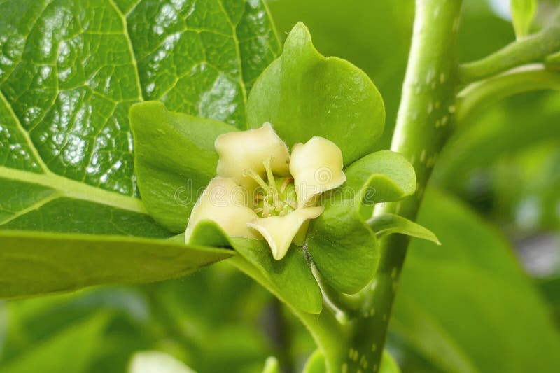 Blooming Persimmon Buds in the Stock Photo - Image of white, bright ...