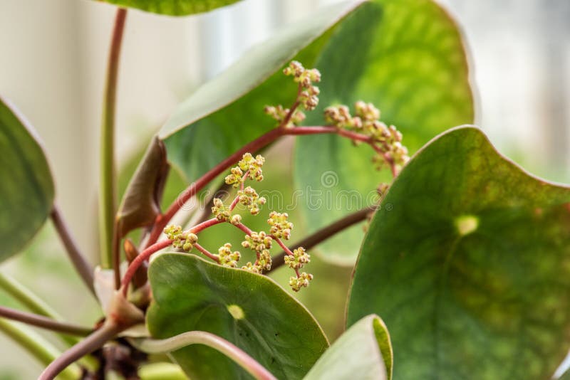 Blooming Pilea Chinese Money Plant.. Stock Image - Image of blooming ...