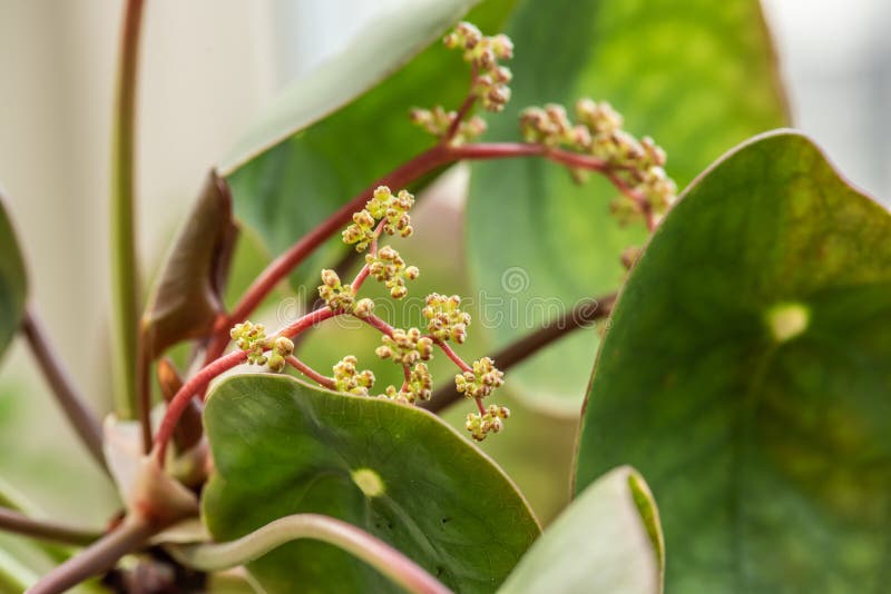 Blooming Pilea Chinese Money Plant.. Stock Photo - Image of foliage ...