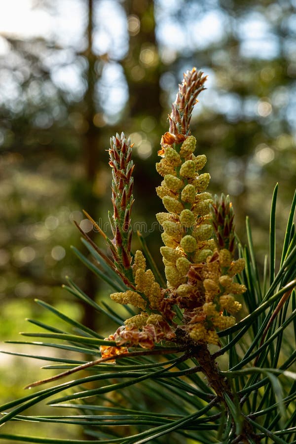 Blooming Pine Branch. Spring Flowering Forest Trees Stock Photo - Image ...