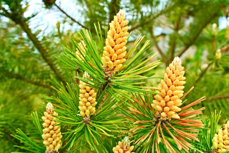 Pine tree pollen pods stock image. Image of detail, single - 109681835