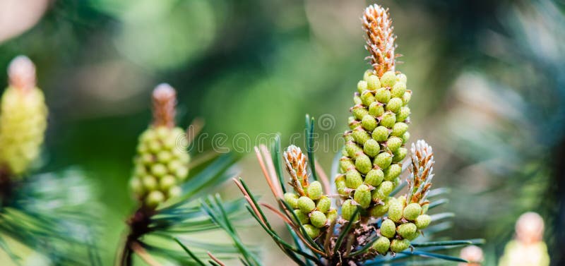 Pine tree pollen pods stock image. Image of detail, single - 109681835