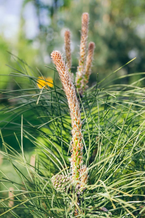 Blooming Pine in the Spring. New Pine Cone Sprout on Branches of Pine ...