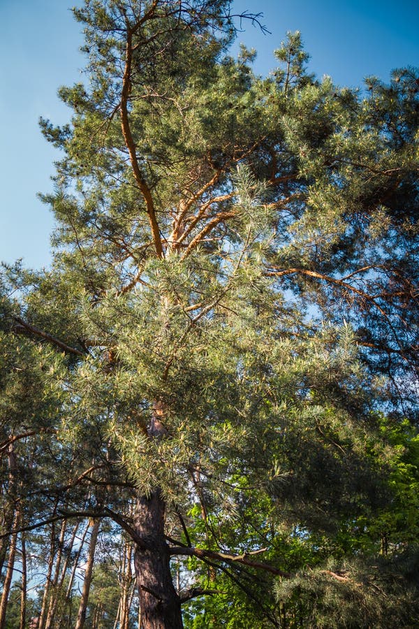 Blooming Pine in the Spring. New Pine Cone Sprout on Branches of Pine ...