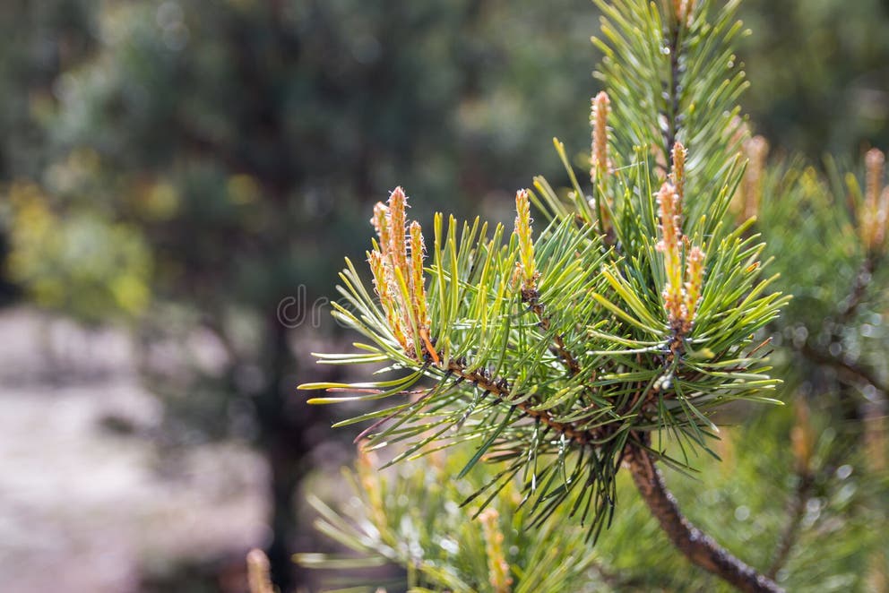 Blooming Pine in the Spring. New Pine Cone Sprout on Branches of Pine ...