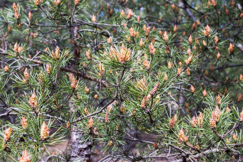 Blooming Pine in the Spring. New Pine Cone Sprout on Branches of Pine ...