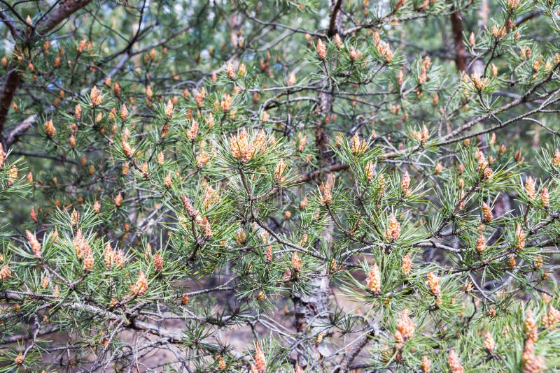 Blooming Pine in the Spring. New Pine Cone Sprout on Branches of Pine ...