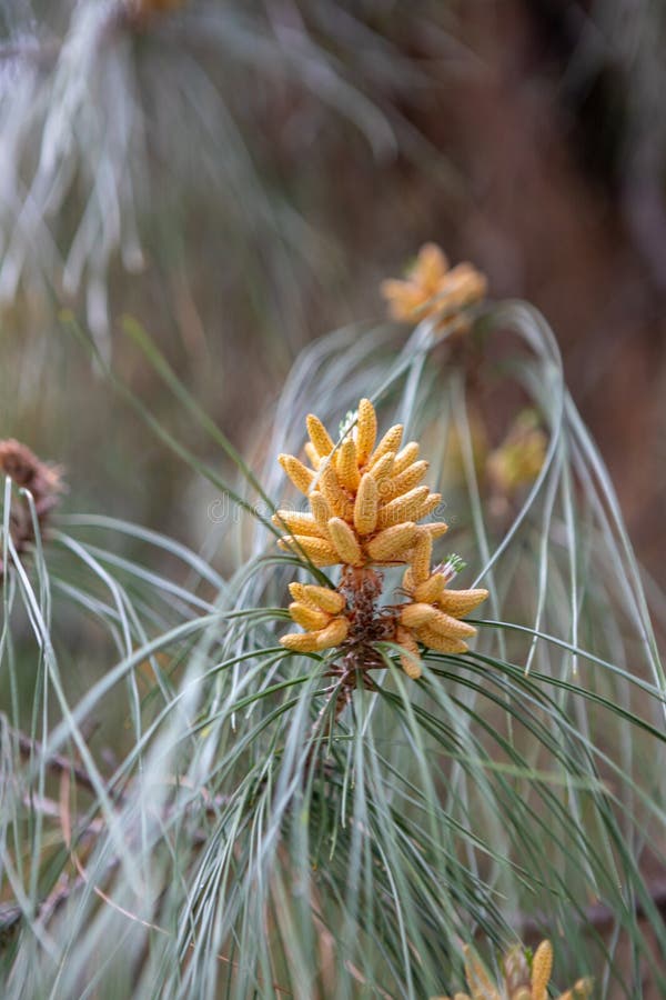 Blooming Pine Tree Branch in Sun Light. Green Pine Branches with Yellow ...