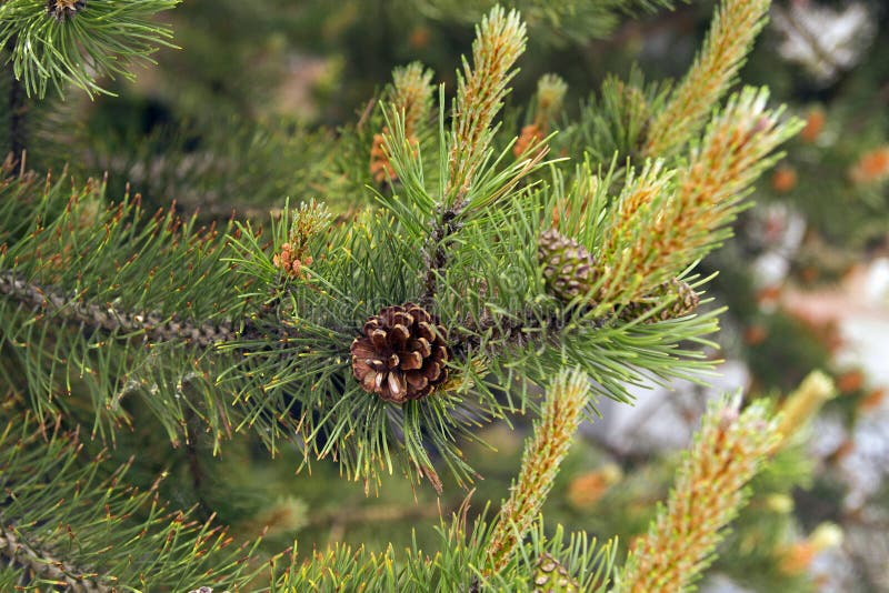 The Blooming Pine Tree Closeup, Pollen, Yellow, Stock Image - Image of ...