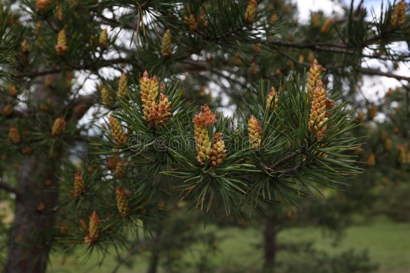 Blooming Pine Tree in the Forest in Spring Stock Photo - Image of ...