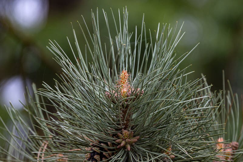 Blooming Pine Tree in the Forest in Spring Stock Photo - Image of plant ...