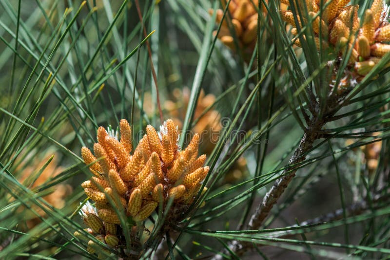 Blooming Pine Tree at Spring Season Stock Photo - Image of nature, pine ...
