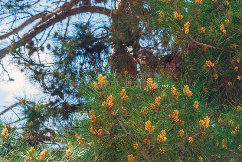Blooming Pine Tree at Spring Season Stock Image - Image of botanical ...