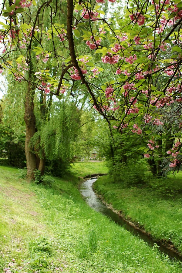 Blooming Pink Buds on Tree Branches in Spring Stock Image - Image of ...