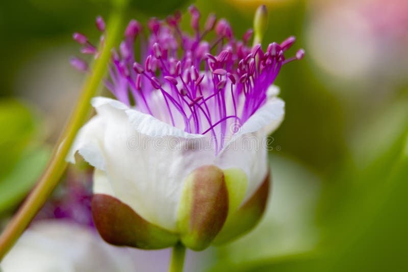 Blooming Pink Caper Flower in a Garden Stock Image - Image of plant ...